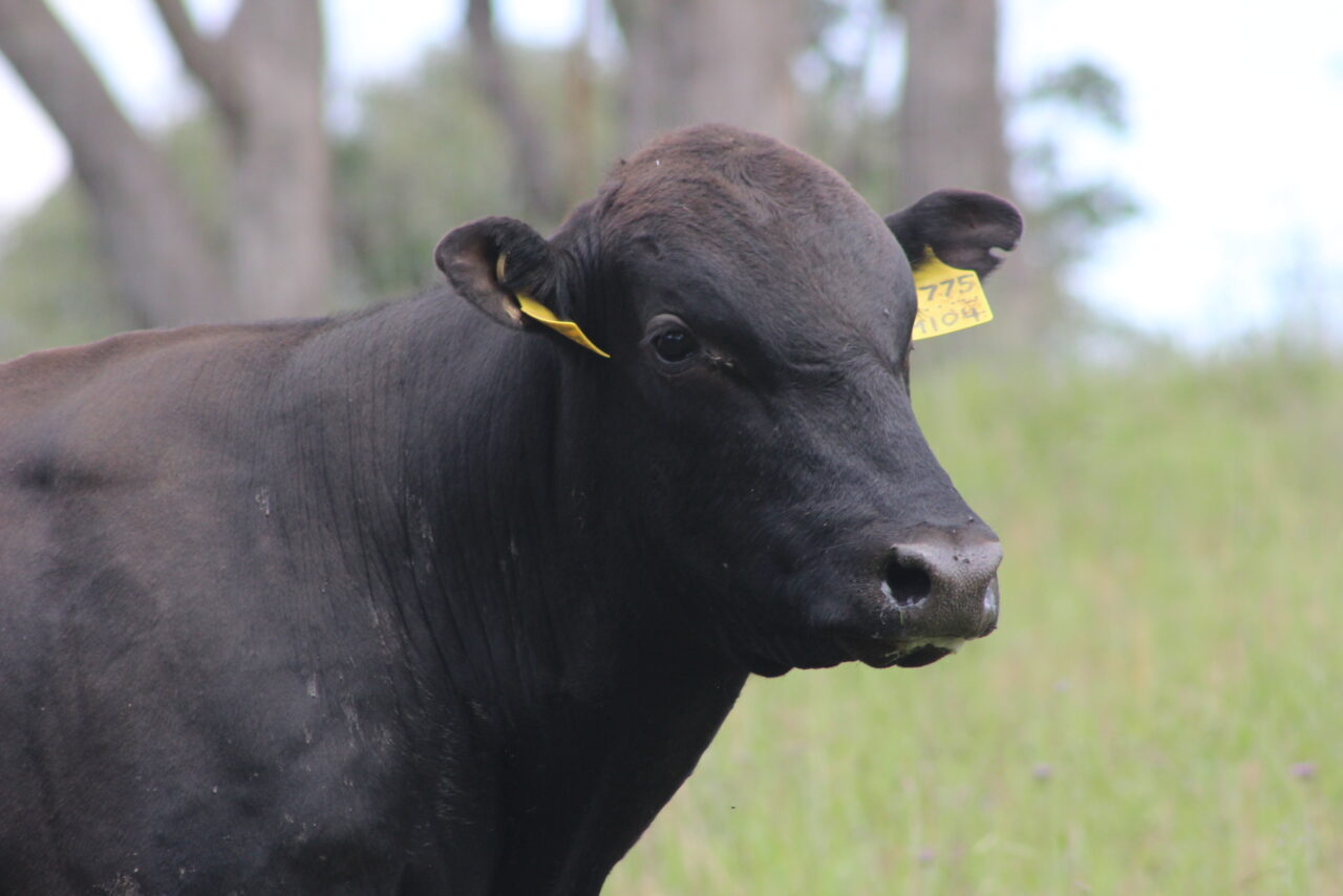 Genetics Polled - Gateway Wagyu