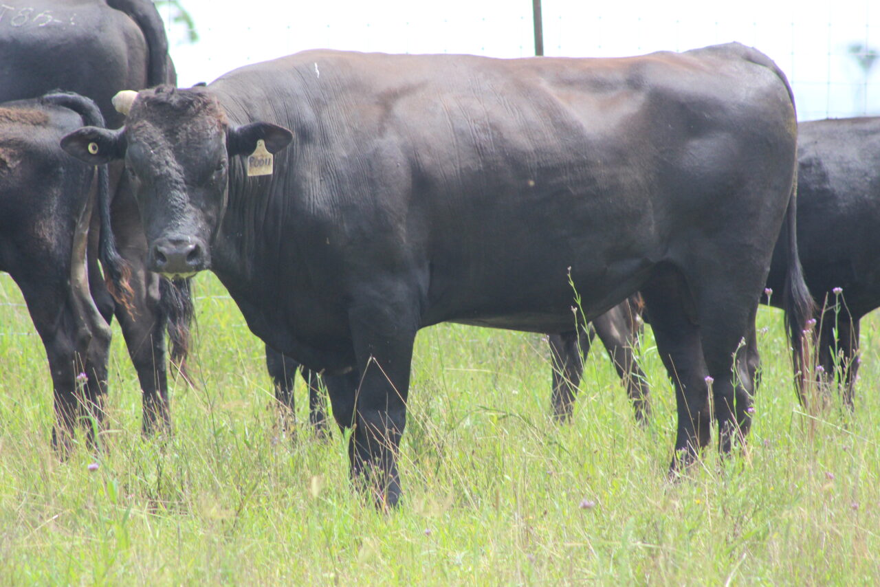 Genetics Full Blood - Gateway Wagyu