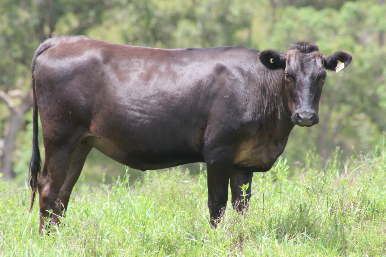 Genetics Polled - Gateway Wagyu