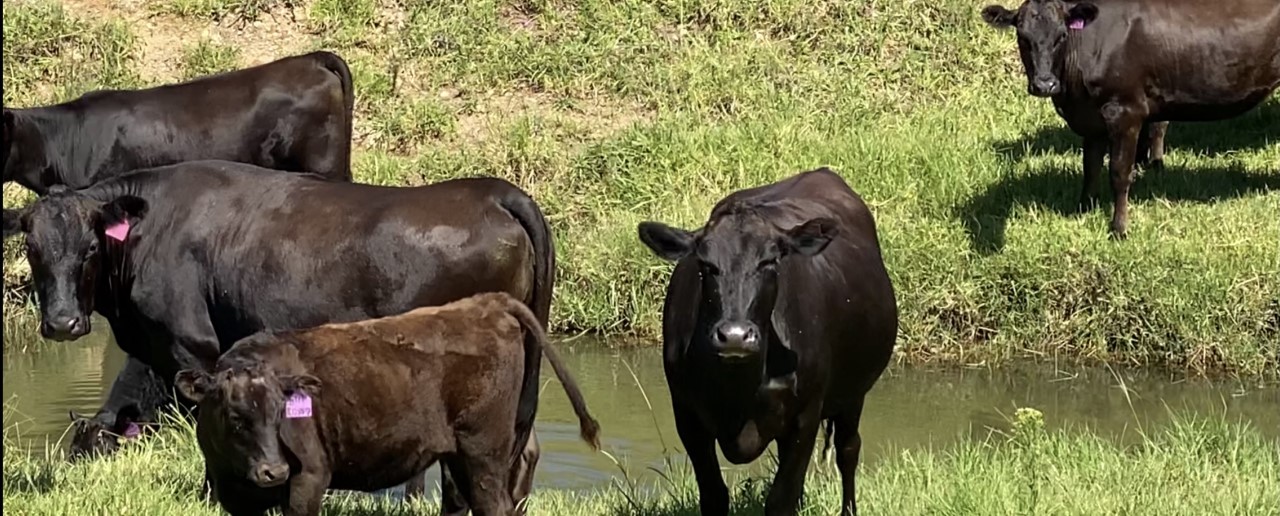 Genetics Polled - Gateway Wagyu