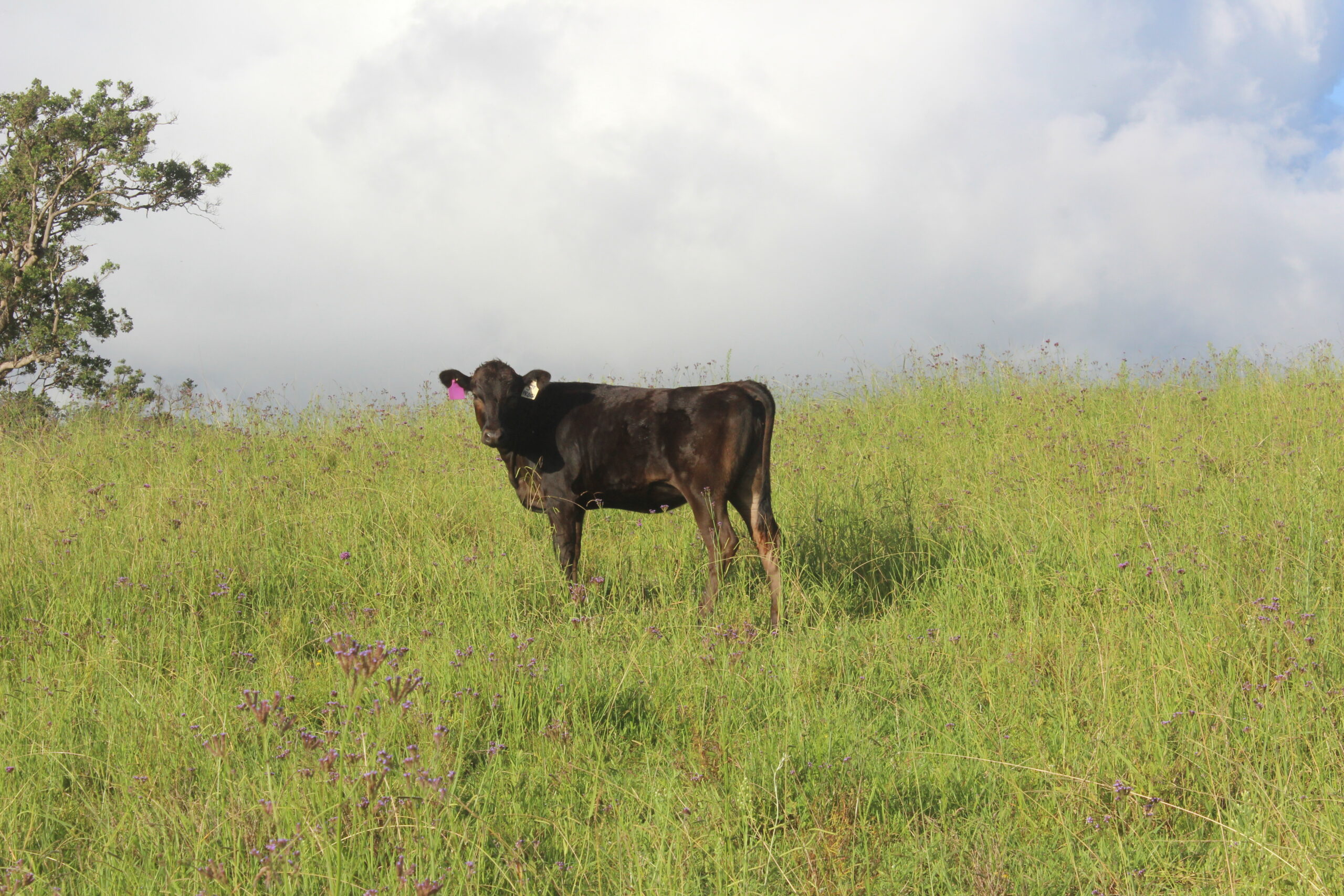 Genetics Polled - Gateway Wagyu