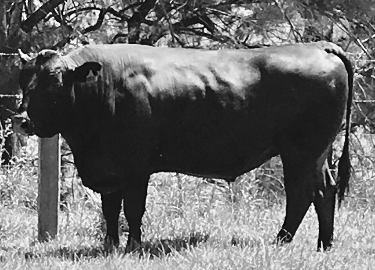 Genetics Polled - Gateway Wagyu
